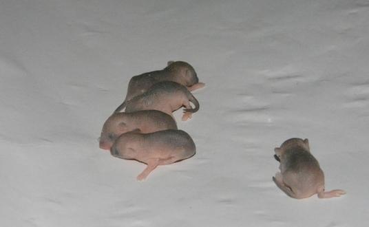 What Do Mice Eat? A Comprehensive Guide to Mouse Dietary Habits and ...