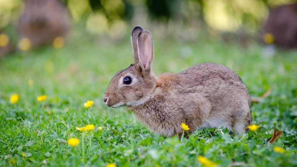 How To Repel Rabbits